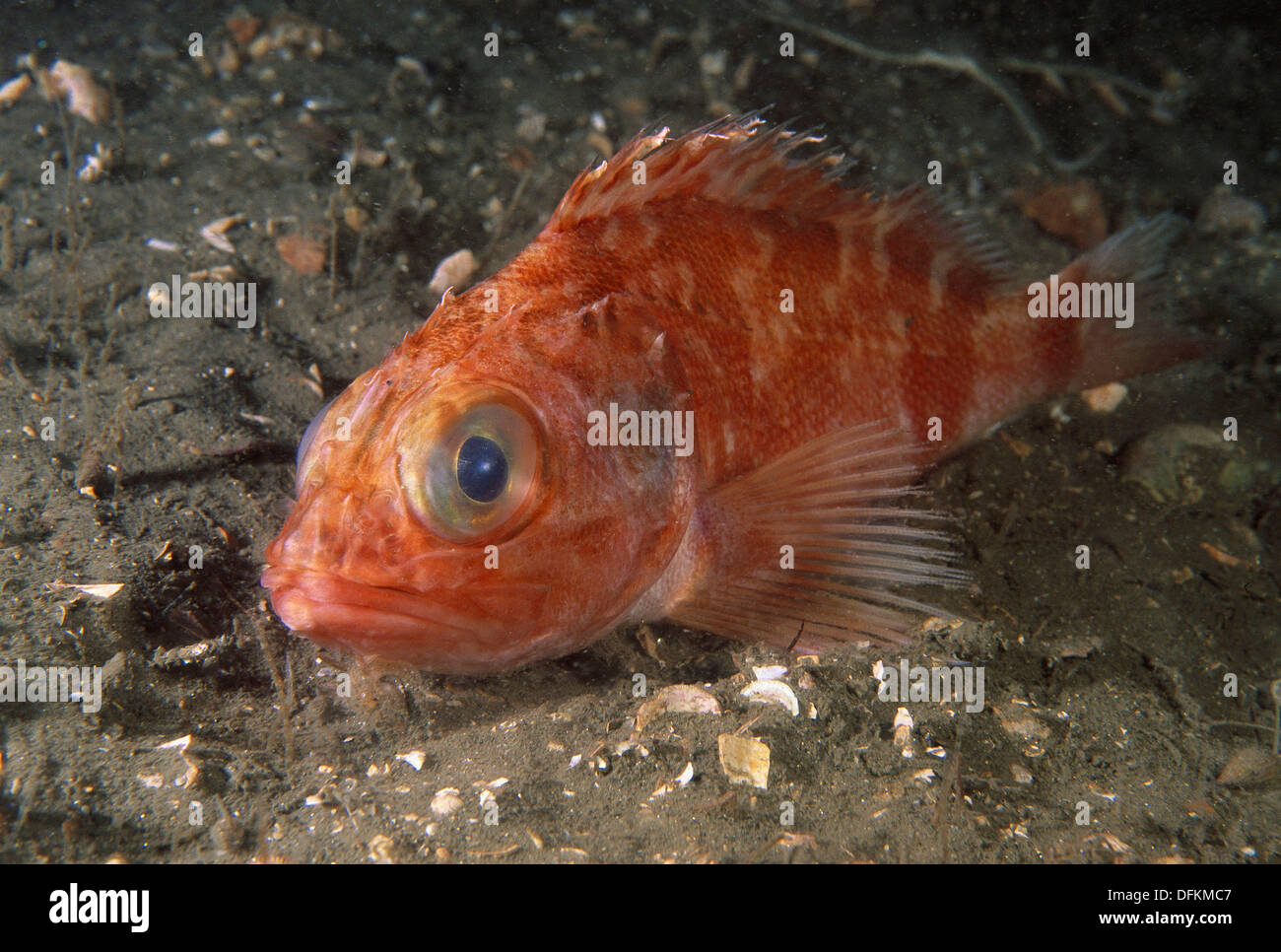 Helicolenus dactylopterus hi-res stock photography and images - Alamy