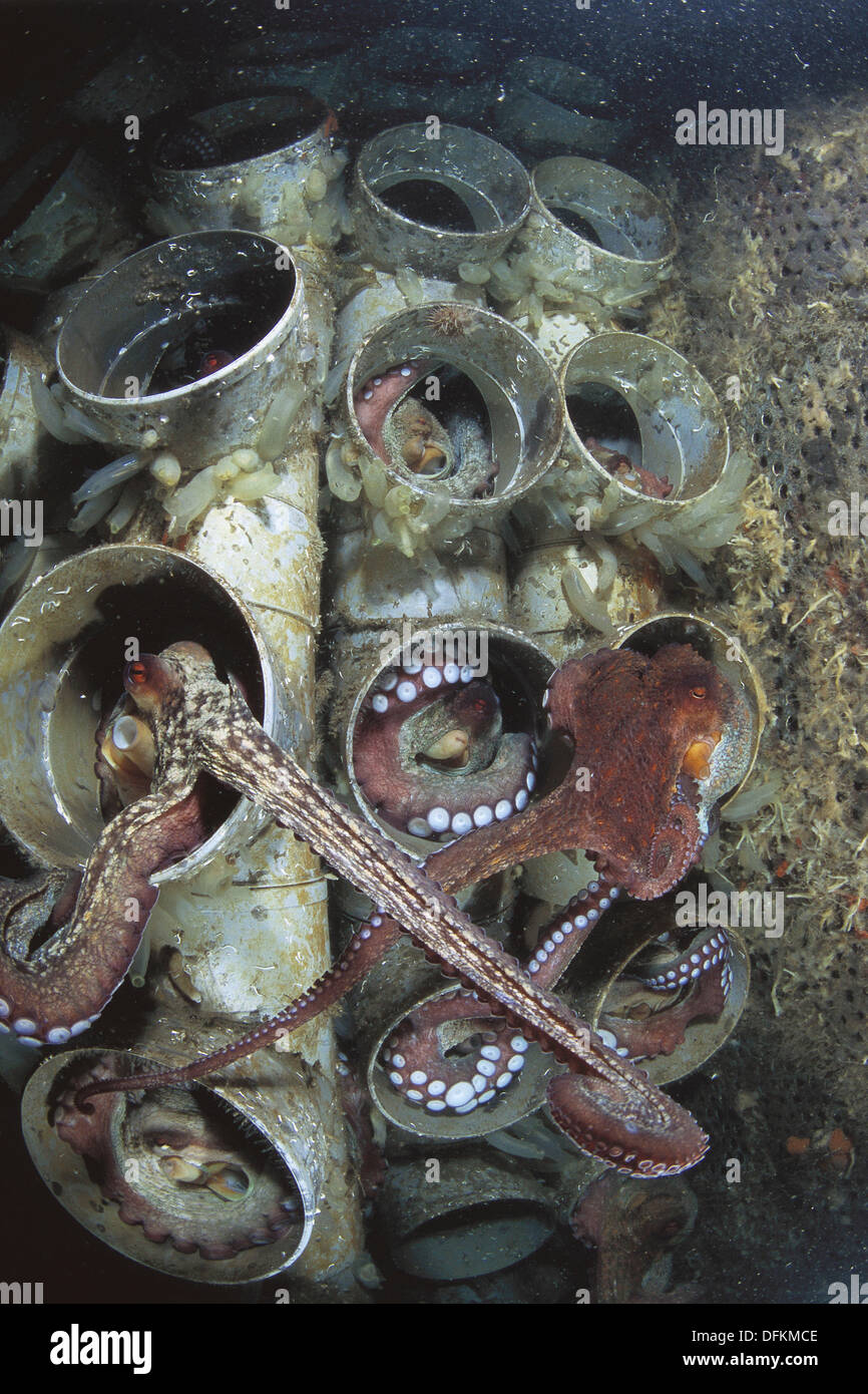 Octopus farm hi-res stock photography and images - Alamy