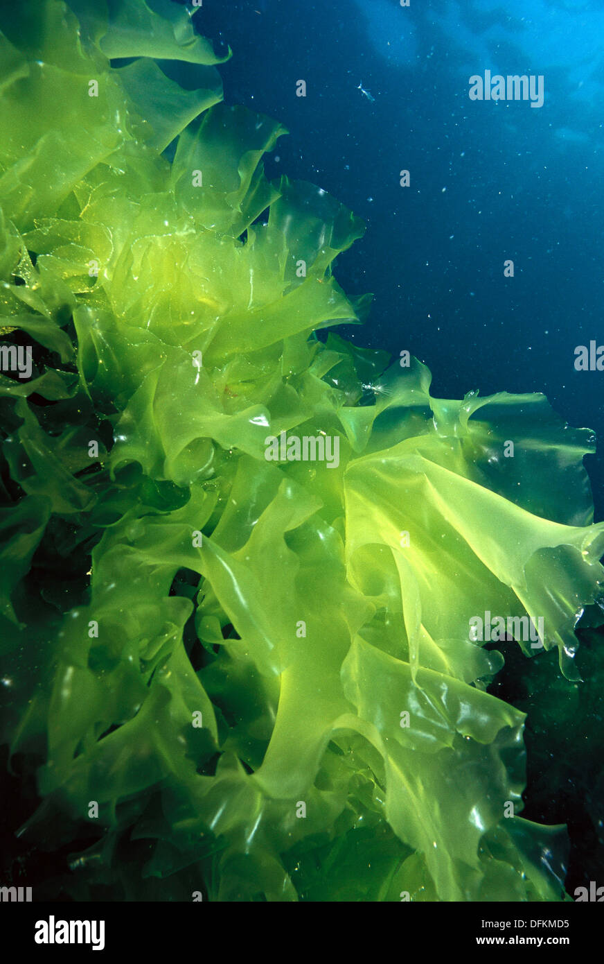 Eastern Atlantic Galicia Spain Sea lettuce Ulva rigida Stock Photo - Alamy