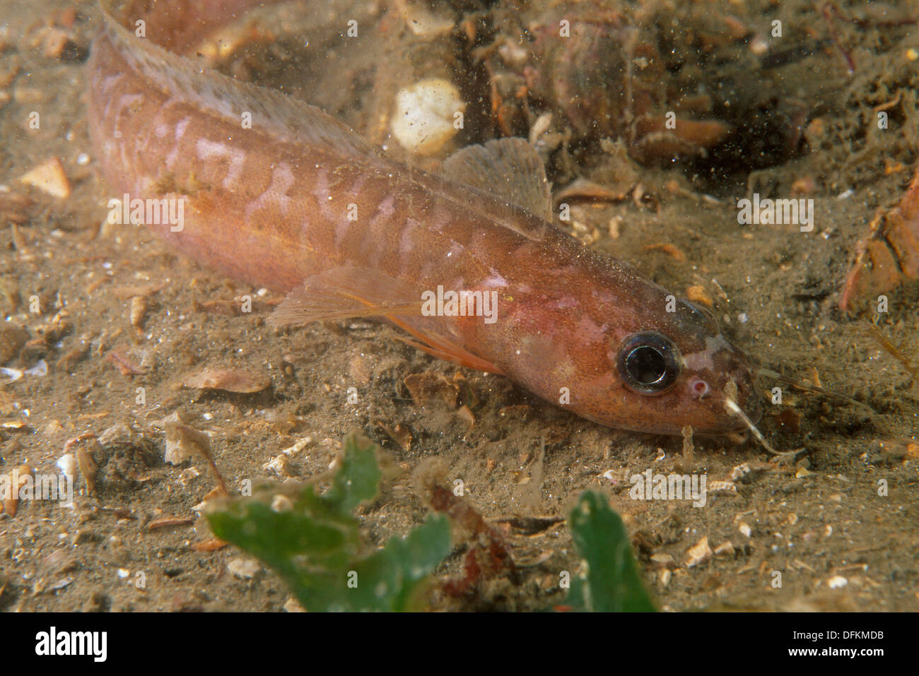 Three bearded rockling gaidropsarus vulgaris hi-res stock photography ...