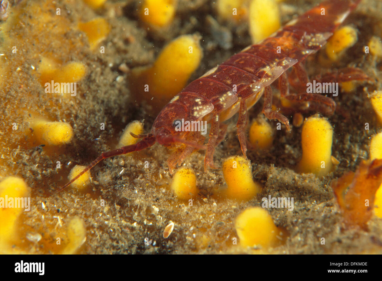 Sowbug hi-res stock photography and images - Alamy