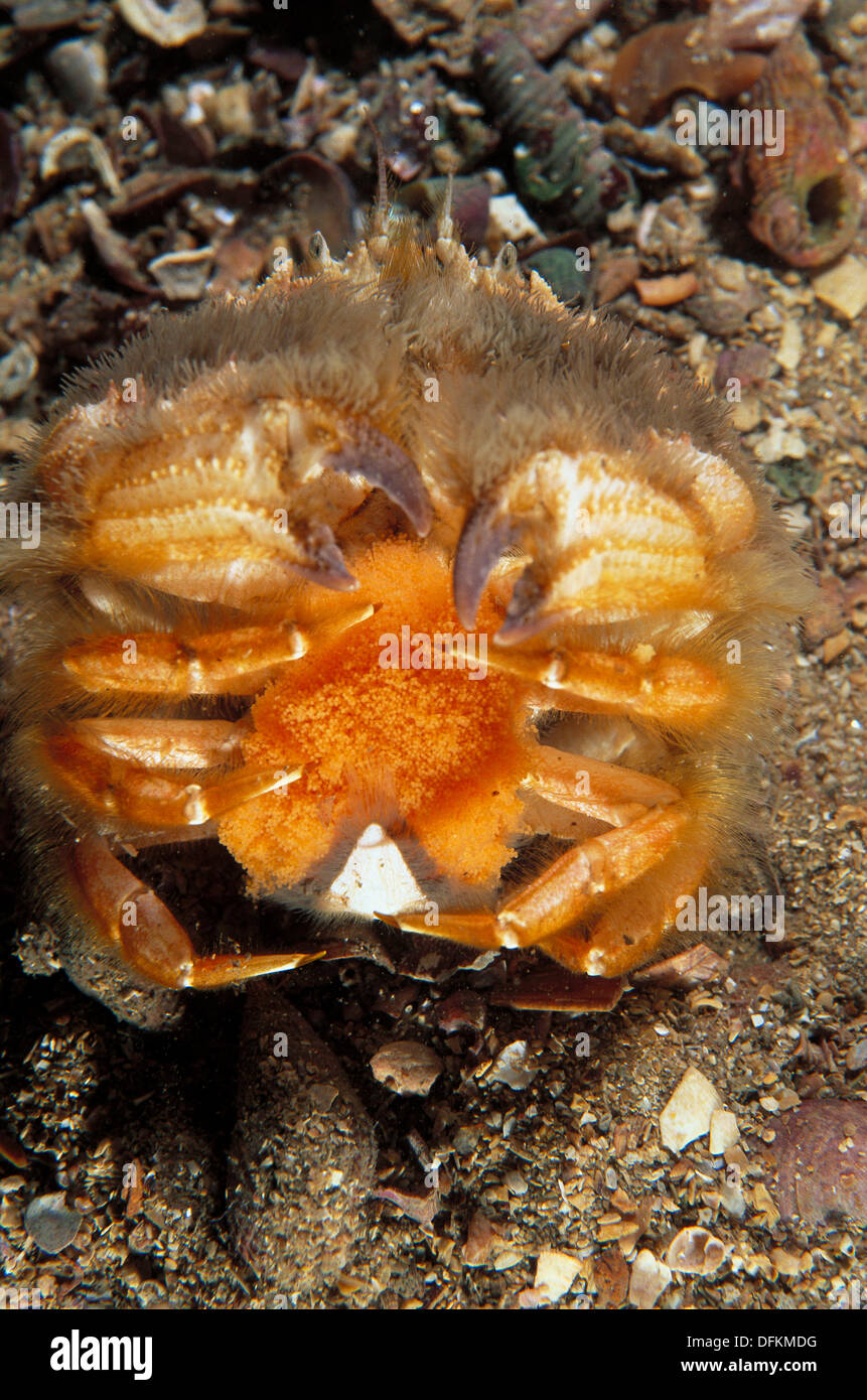 Eastern Atlantic Galicia Spain Circular crab with eggs Atelecyclus ...