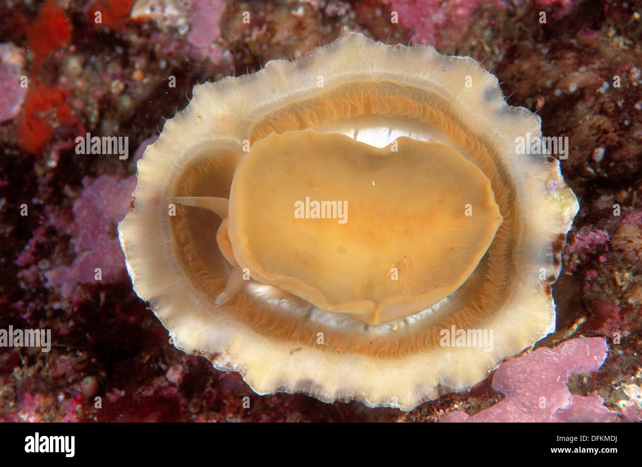 Ventral foot hi-res stock photography and images - Alamy
