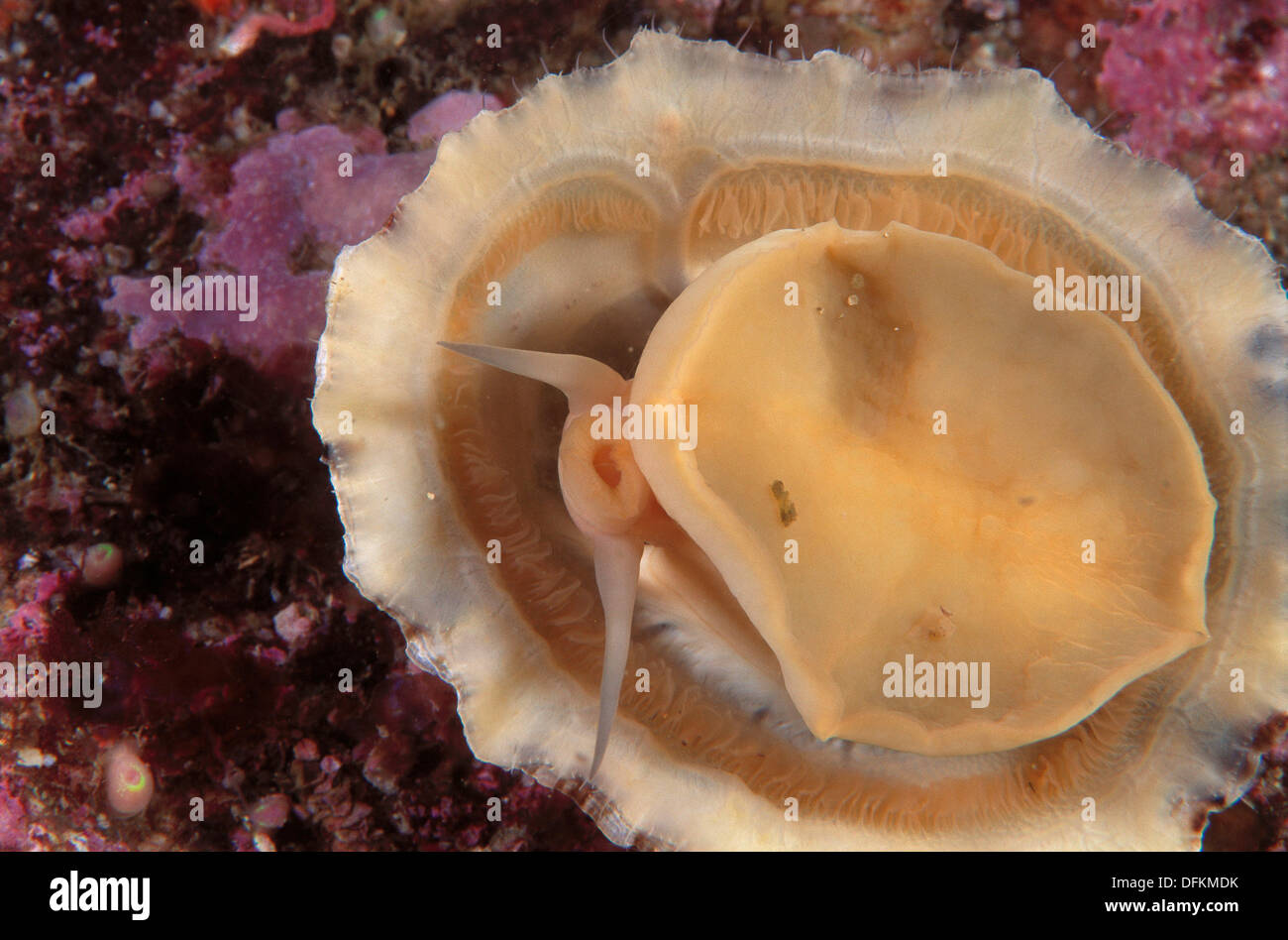 Muscular foot hi-res stock photography and images - Alamy
