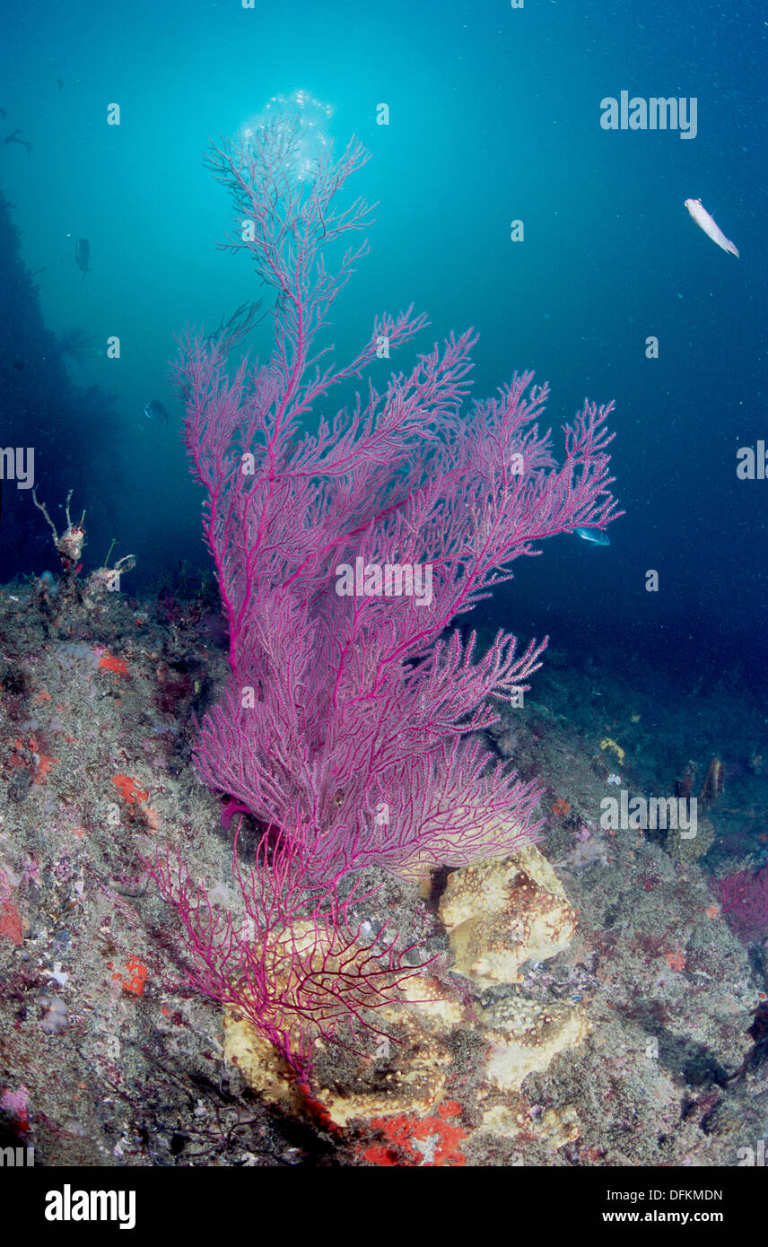 Sea Fan Leptogorgia Sarmentosa Galicia High Resolution Stock ...