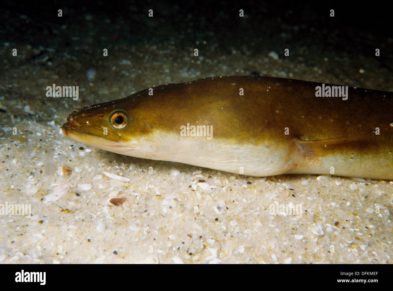 Common Eel High Resolution Stock Photography and Images - Alamy