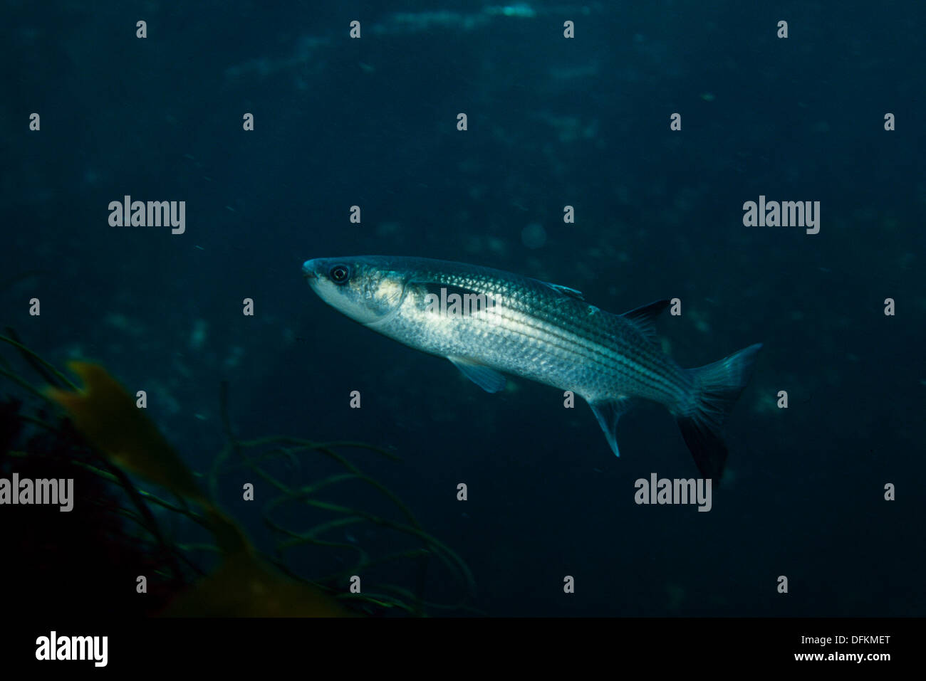 Golden mullet hi-res stock photography and images - Alamy