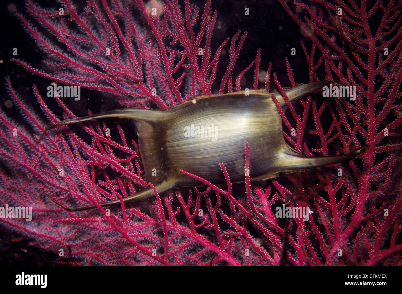 Raja Undulata Undulate Ray High Resolution Stock Photography and Images ...