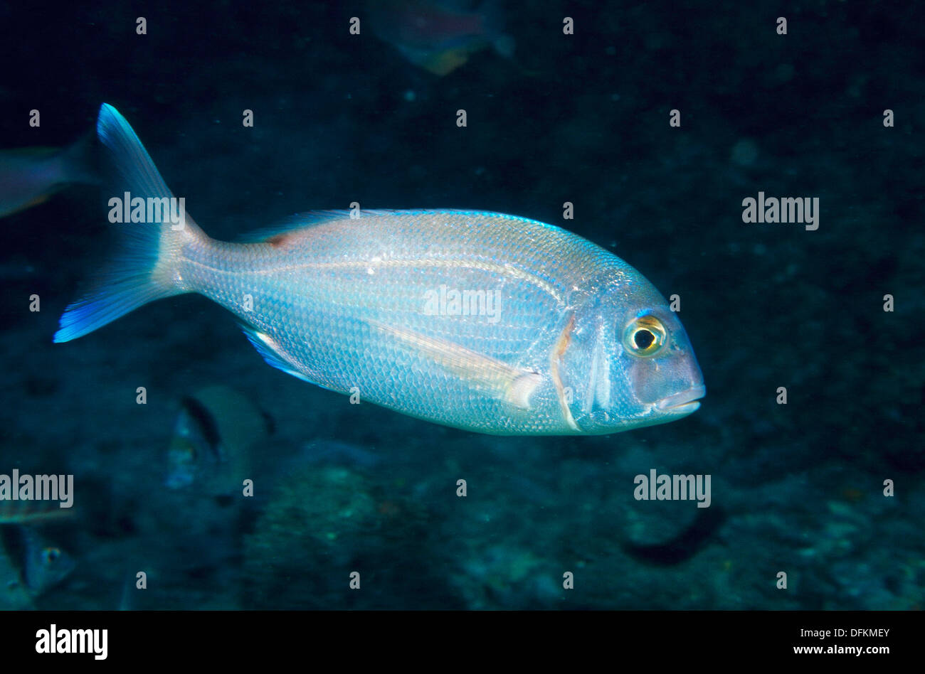 Pagrus hi-res stock photography and images - Alamy