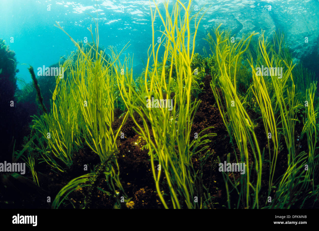 Himanthalia elongata hi-res stock photography and images - Alamy