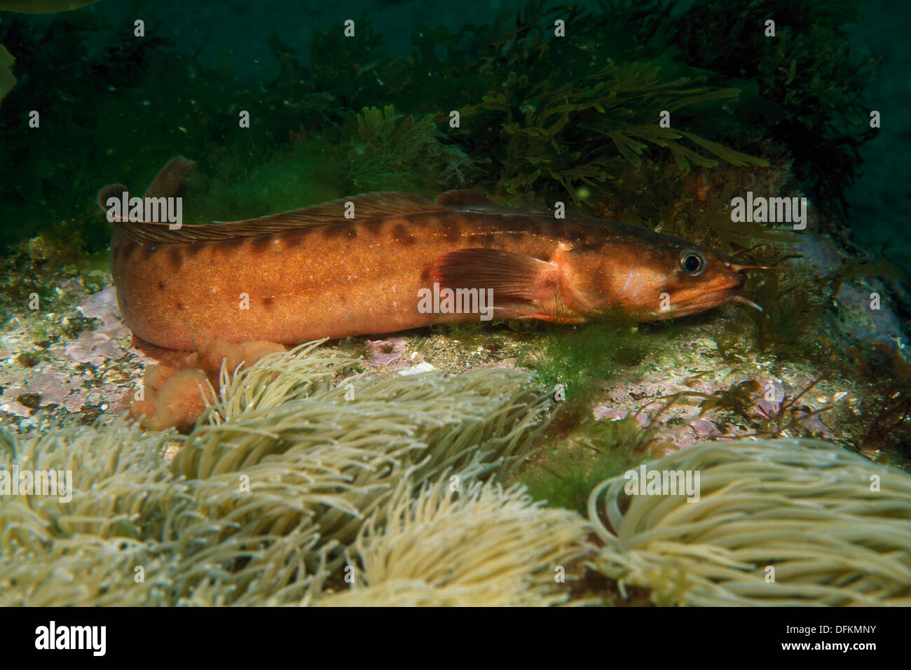 Rockling hi-res stock photography and images - Alamy