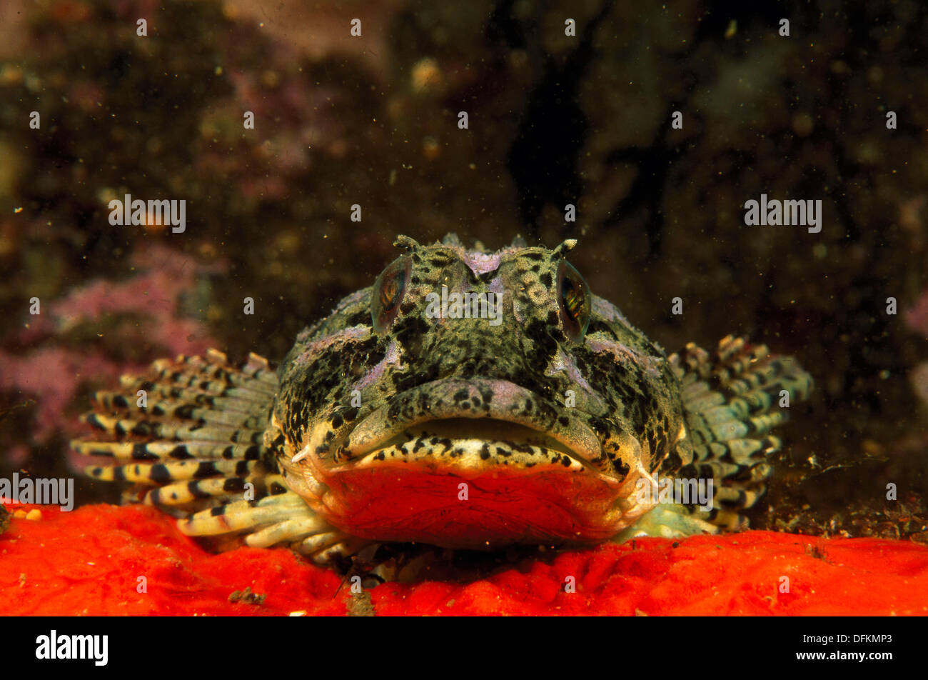 Taurulus bubalis hi-res stock photography and images - Alamy