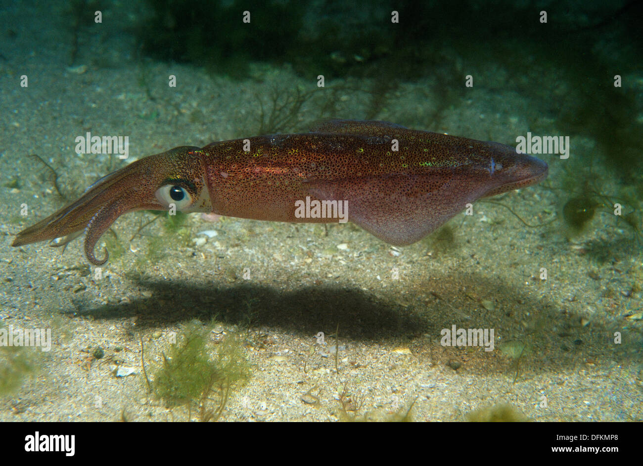 Loligo vulgaris hi-res stock photography and images - Alamy