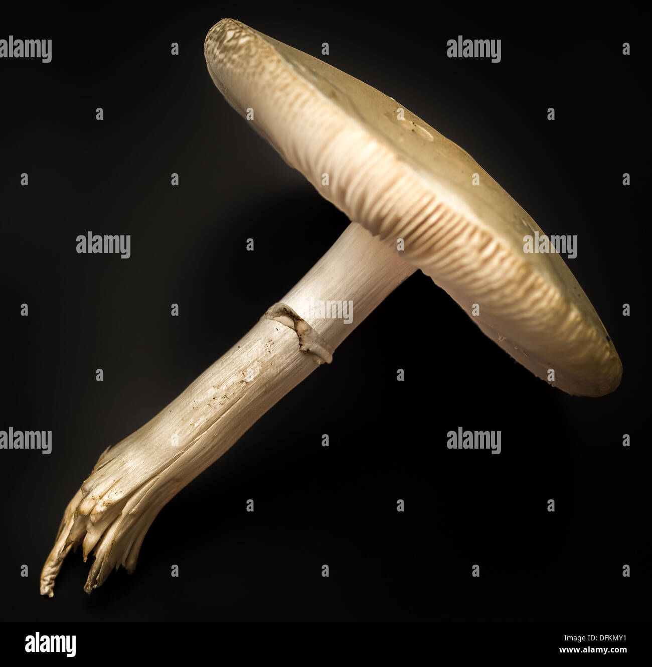 Death cap mushroom hi-res stock photography and images - Alamy