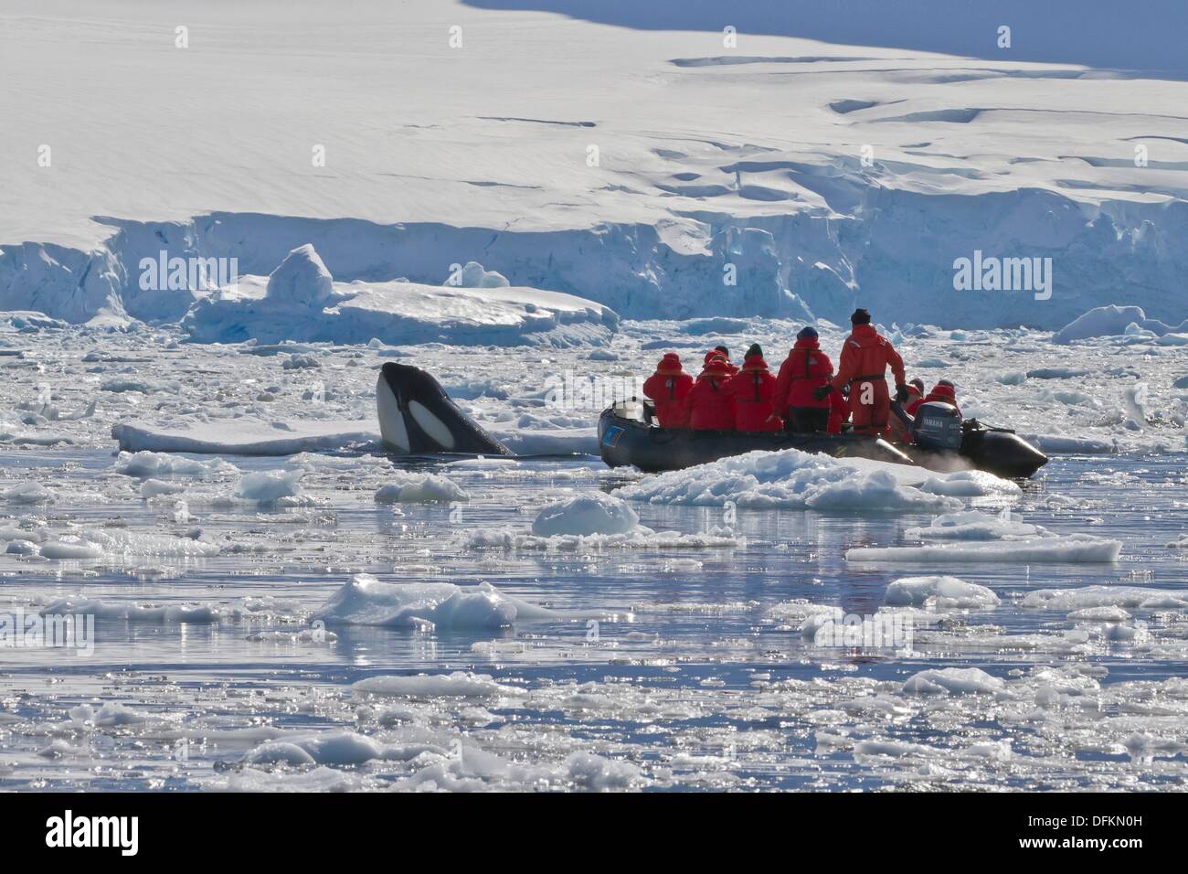 Type a orca hi-res stock photography and images - Alamy