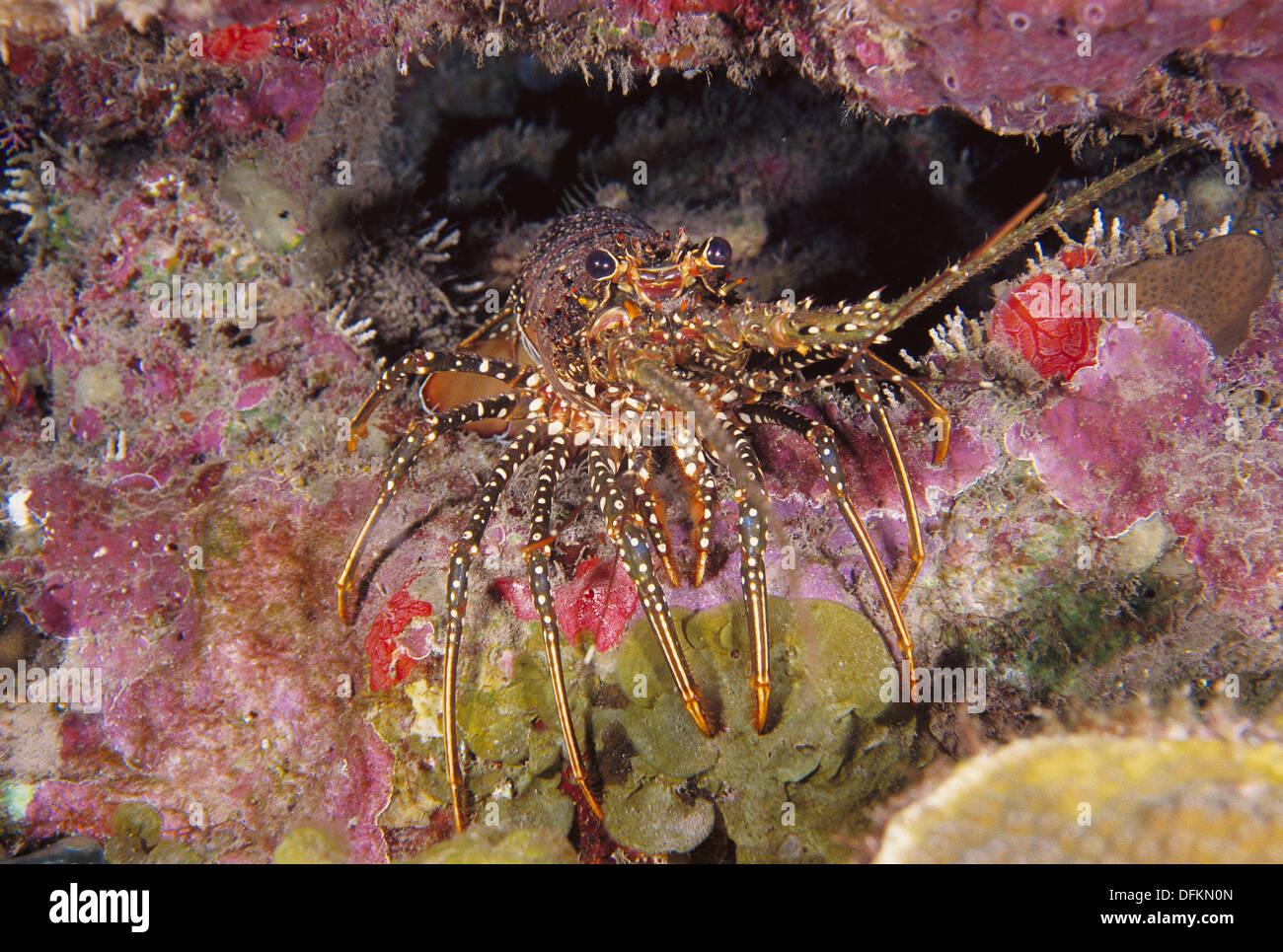 Spiny lobster caribbean hi-res stock photography and images - Alamy