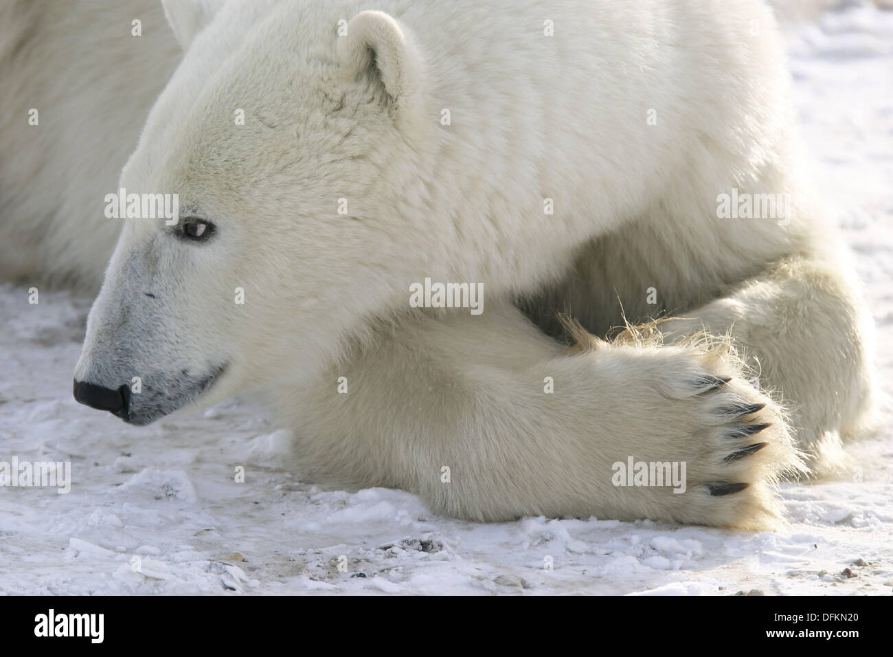 Polar Bear Claw Ice Stock Photos & Polar Bear Claw Ice Stock Images - Alamy