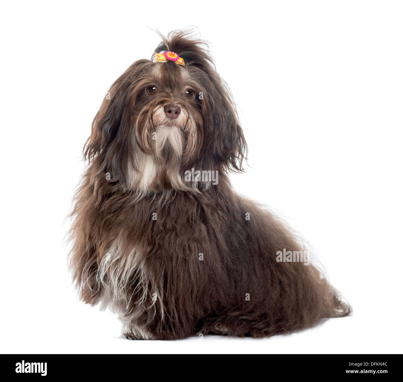 Havanese dog hi-res stock photography and images - Alamy