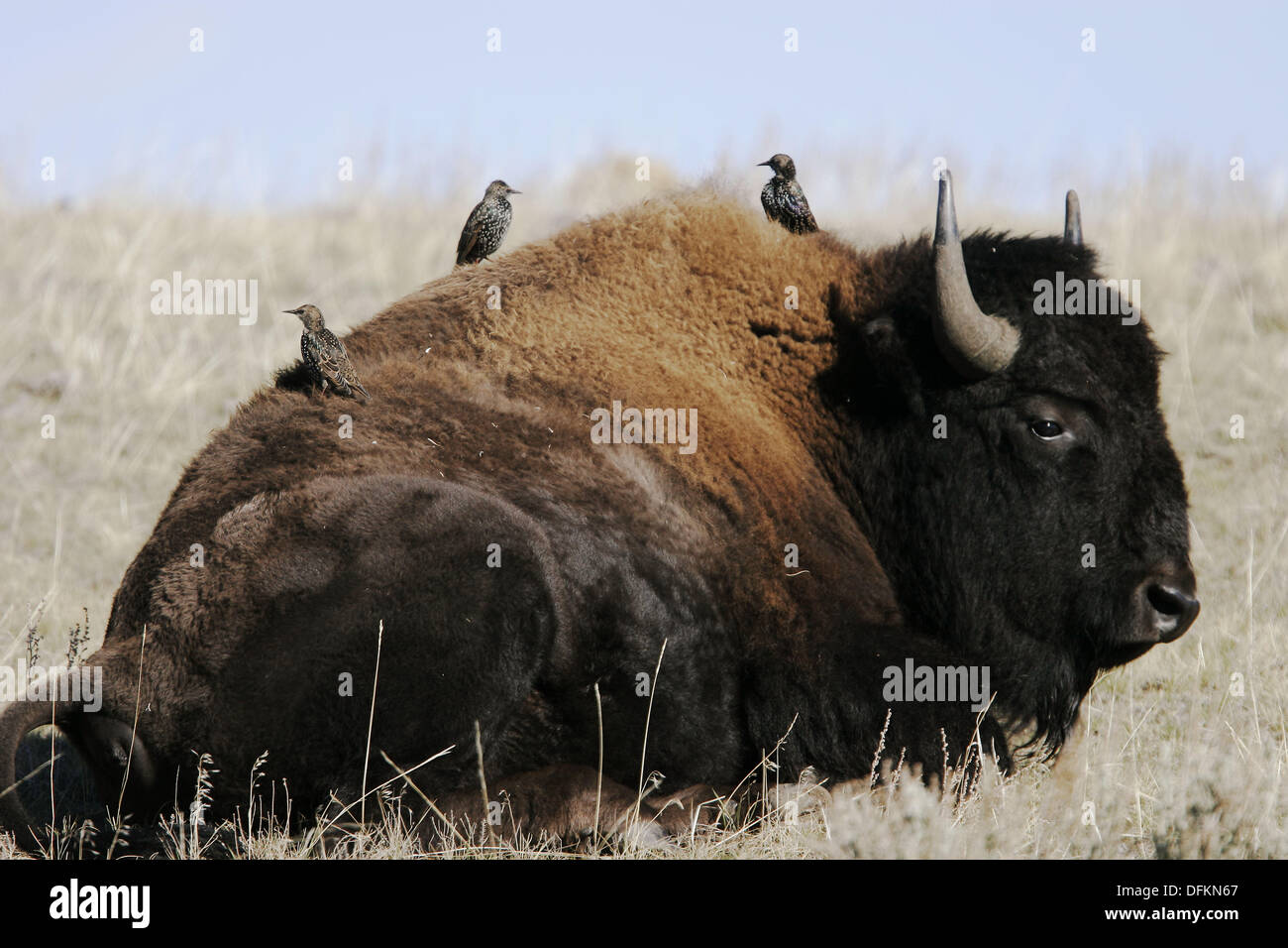 Bisin hi-res stock photography and images - Alamy