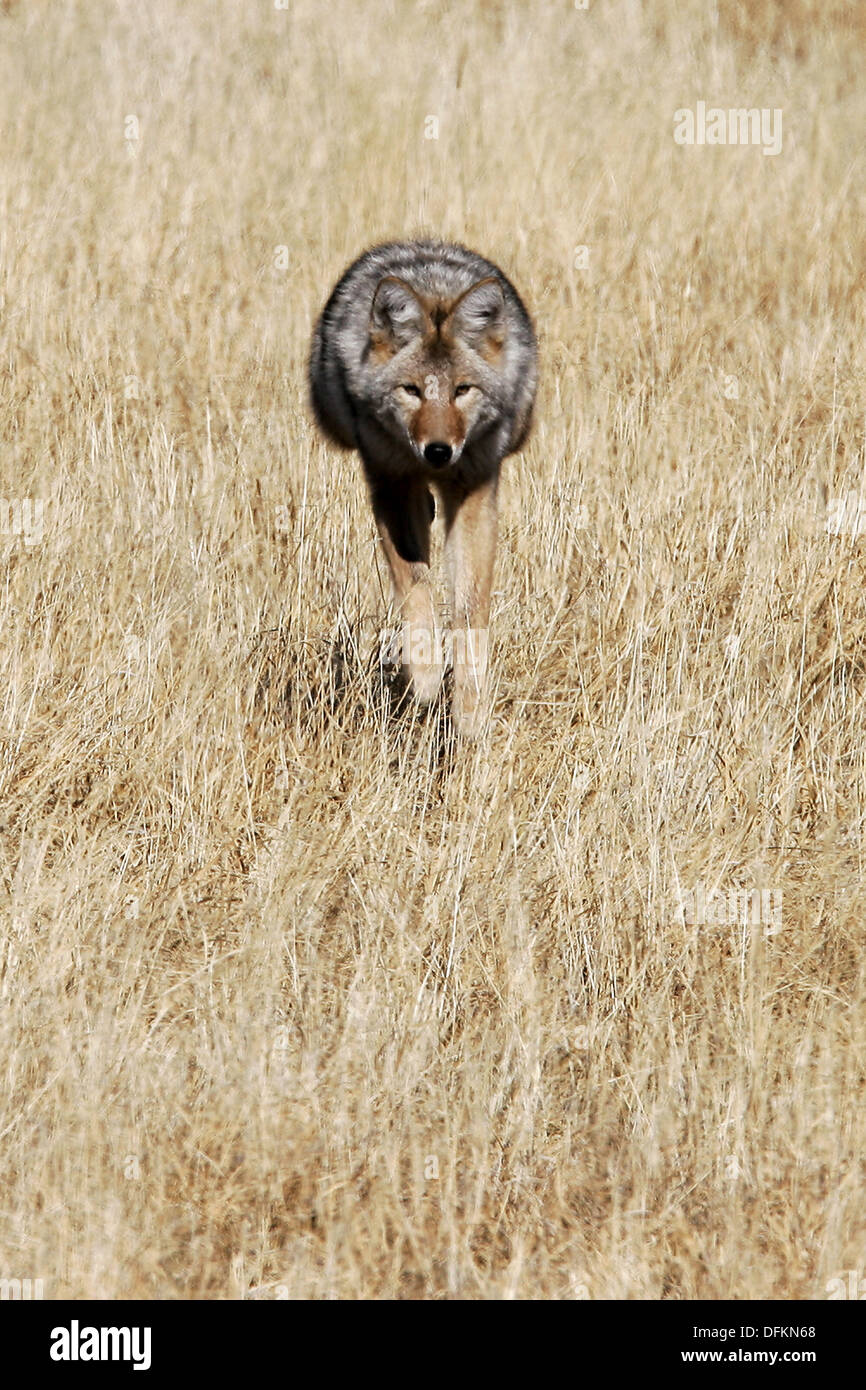 Leaping coyote hi-res stock photography and images - Alamy