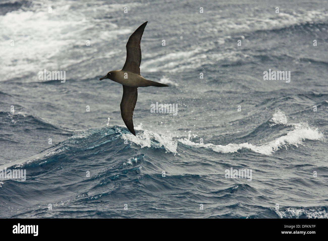 Sooty albatross america hi-res stock photography and images - Alamy