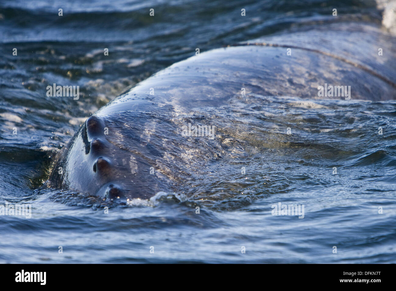 Grey whale calf and mother hi-res stock photography and images - Alamy