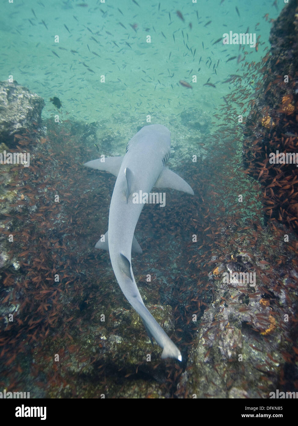 Group of white tip reef shark hi-res stock photography and images - Alamy