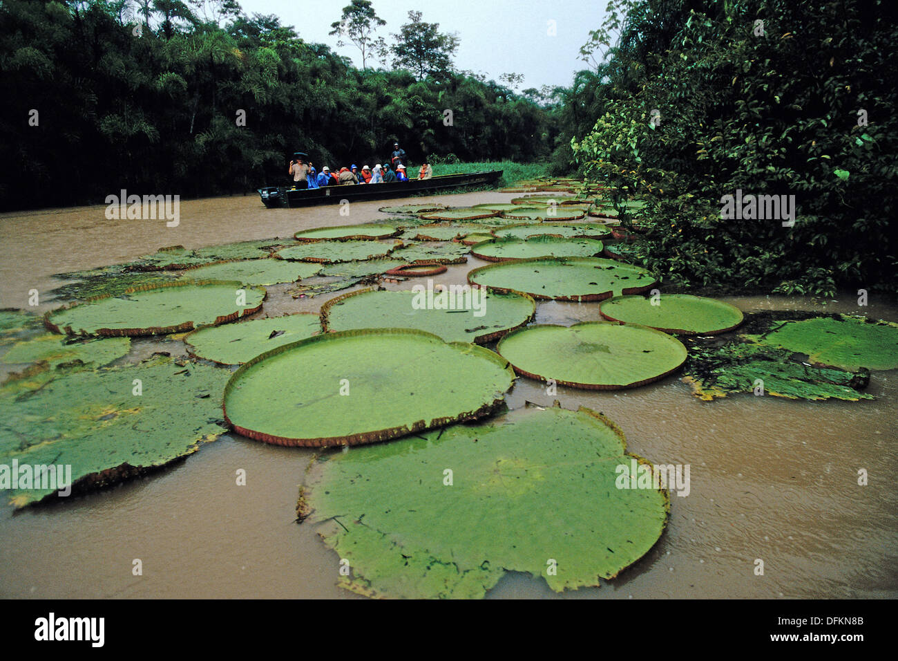 Victoria amazonica regia water lilly hi-res stock photography and ...