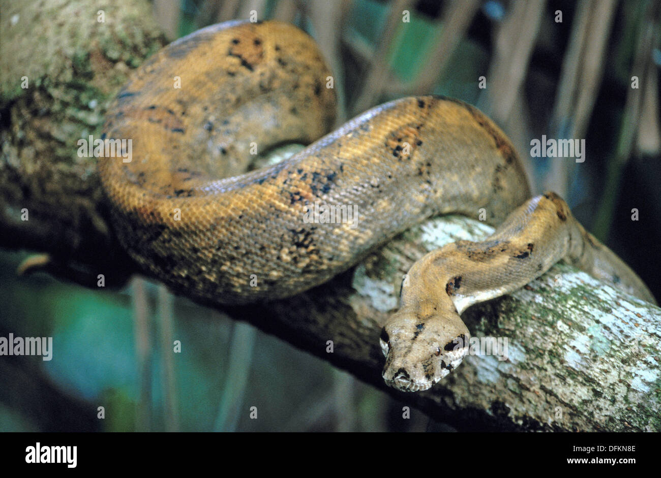 Coiba island national park wildlife hi-res stock photography and images ...