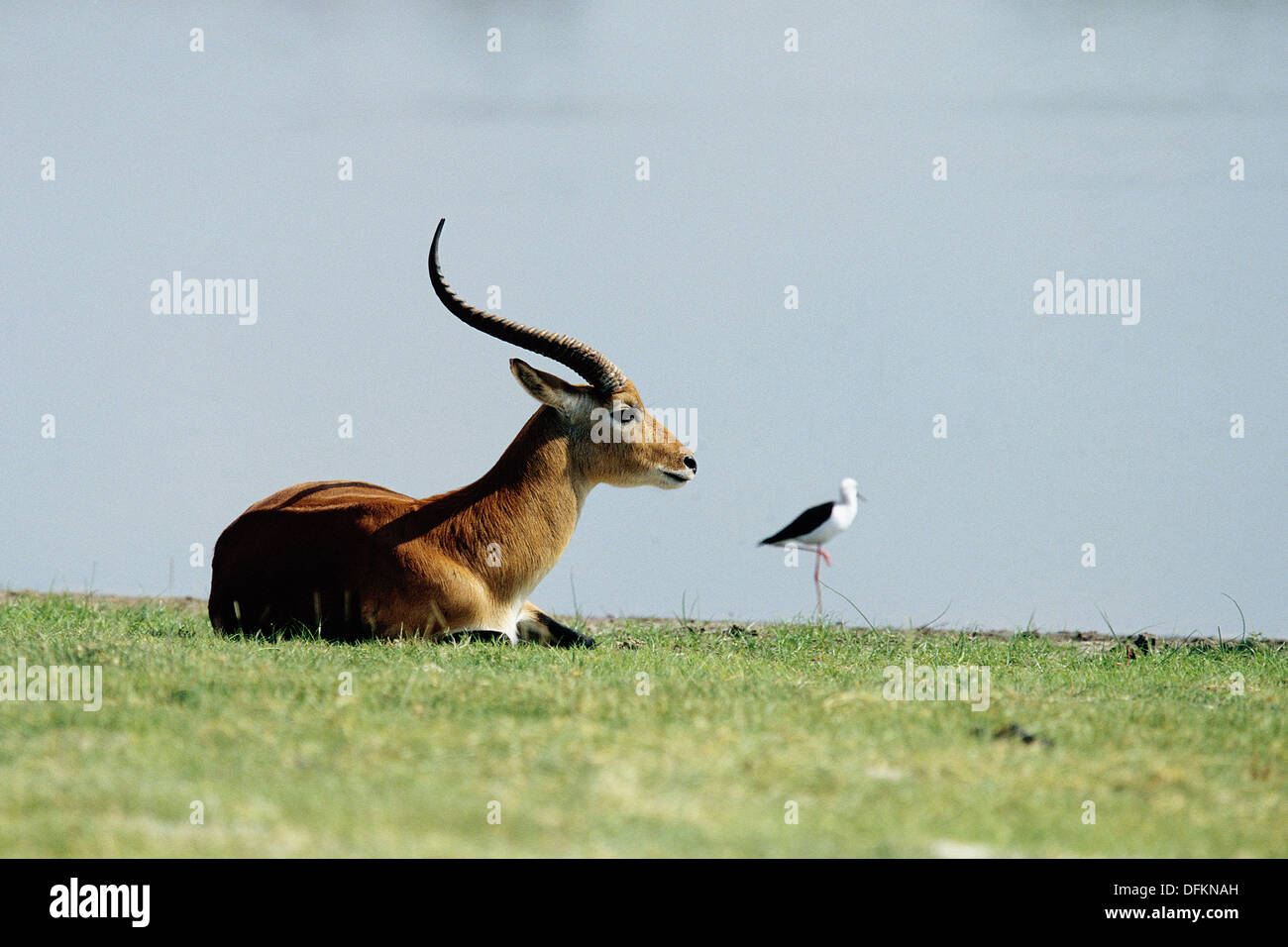 Antilope hi-res stock photography and images - Alamy