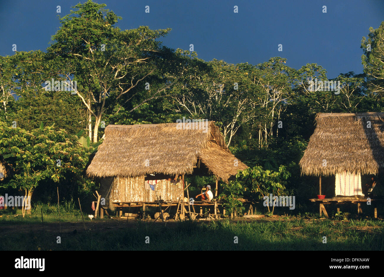 Amazone hi-res stock photography and images - Alamy