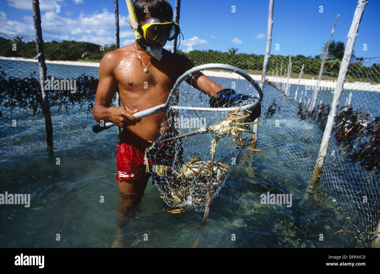 Lobster fishing in Yucatan. Caribbean sea. Punta Allen. Mexico Stock ...