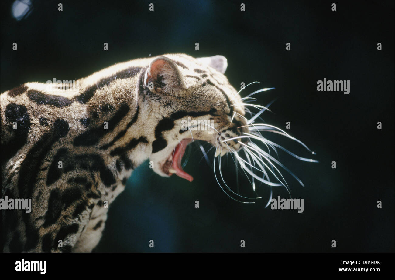 Wild Margay Cat Leopardus Wiedii High Resolution Stock Photography and ...