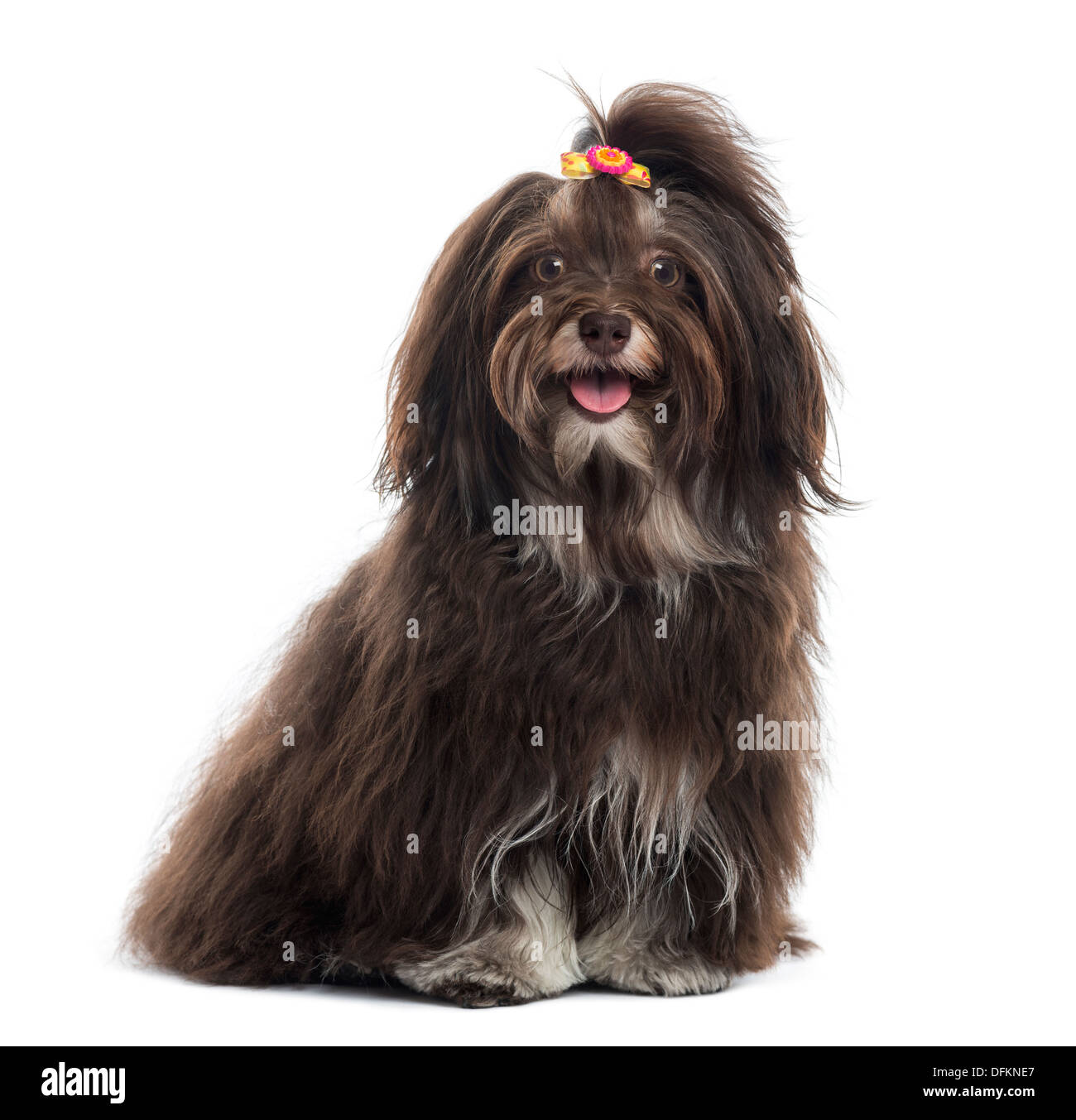 Havanese dog hi-res stock photography and images - Alamy