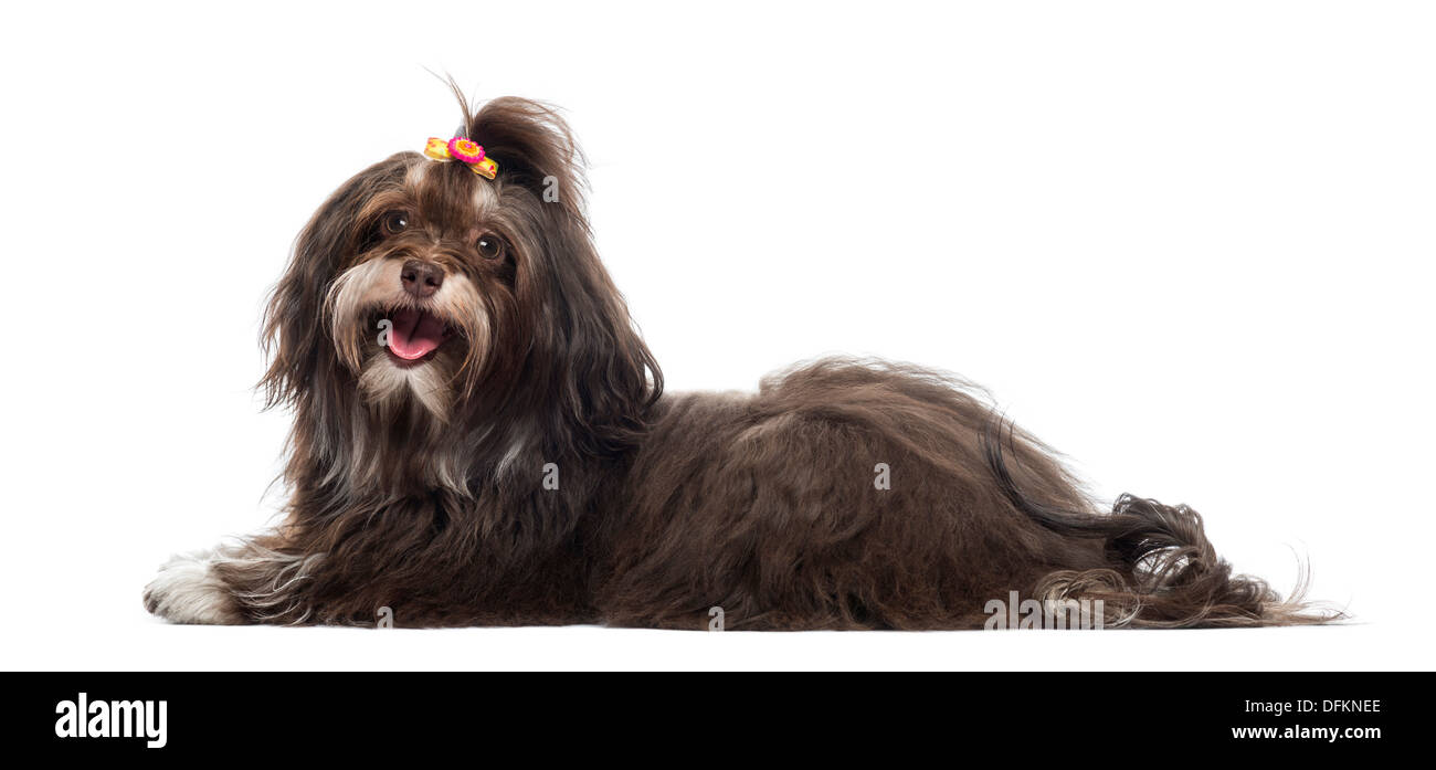 White havanese dog hi-res stock photography and images - Alamy