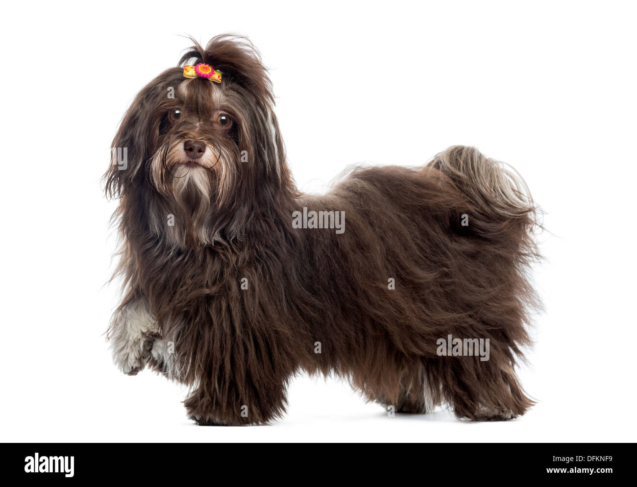 Havanese dog hi-res stock photography and images - Alamy