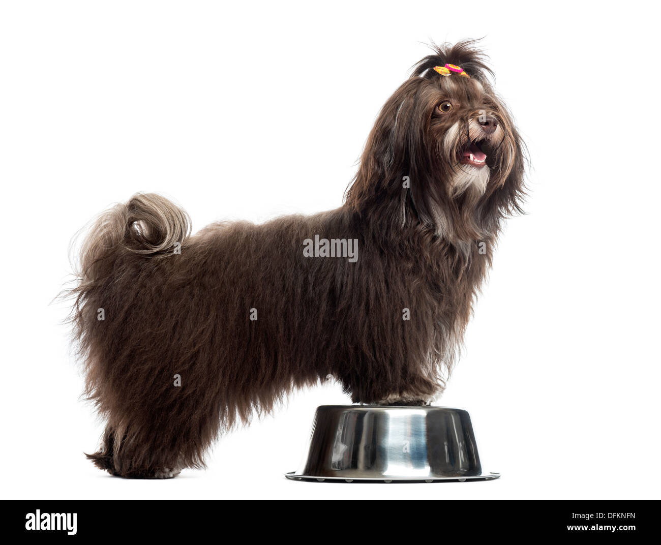 Side view of a Havanese panting, paws in a metallic bowl, against white ...