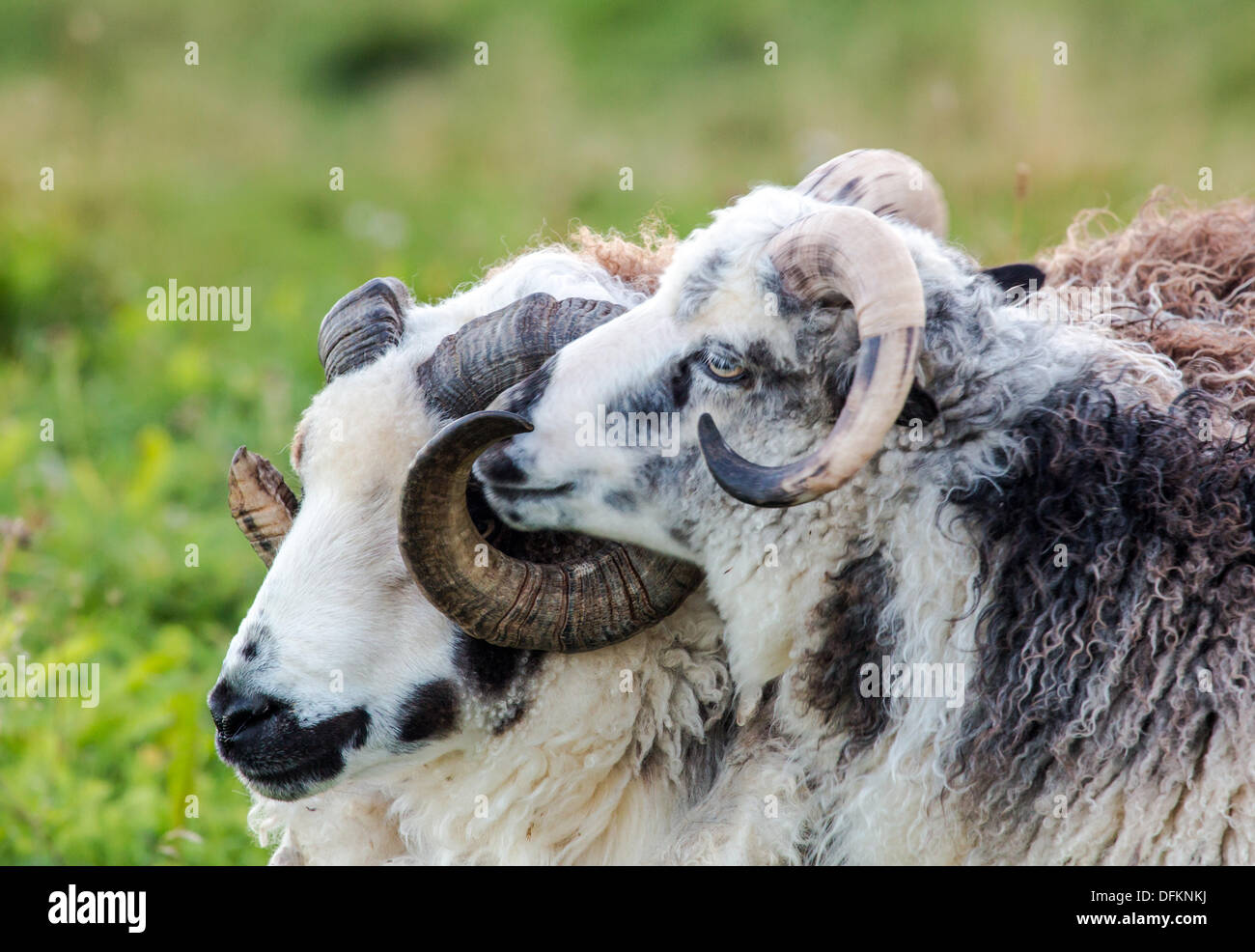 Secret sheep hi-res stock photography and images - Alamy