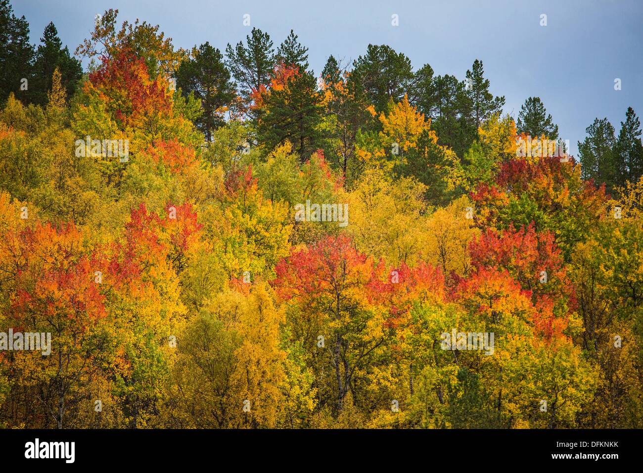 autumn forest in northern Norway Stock Photo - Alamy