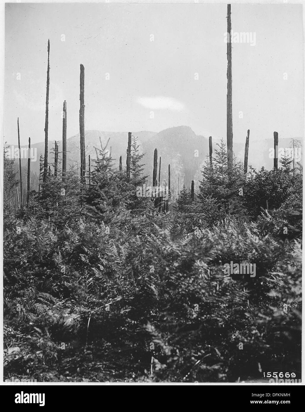 A logged-over area near Mill City in the Santiam Forest, left unseeded ...