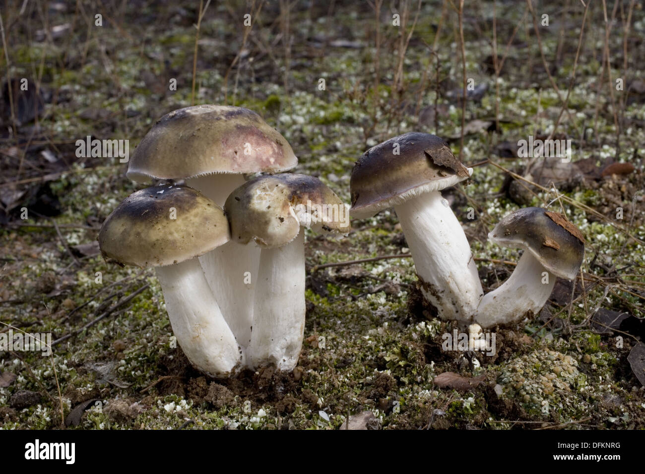 Russula atropurpurea hi-res stock photography and images - Alamy