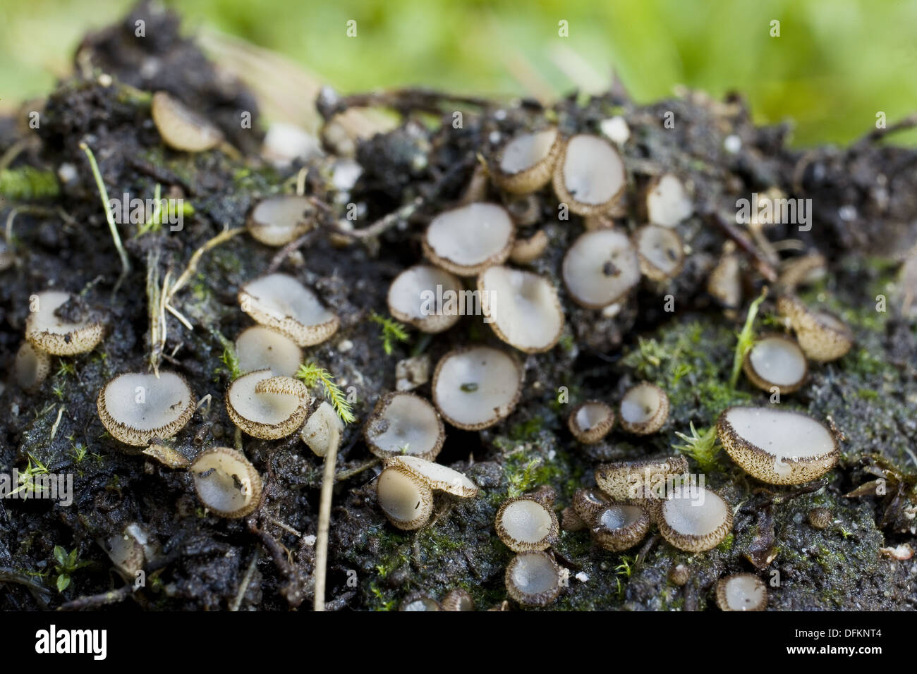 Trichophaea hi-res stock photography and images - Alamy