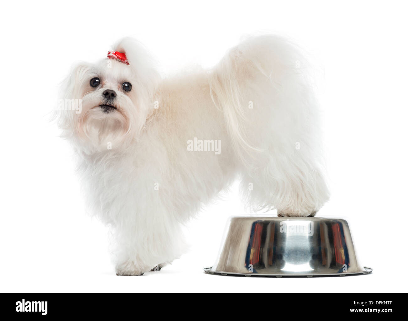 Maltese looking at the camera, rear legs on a bowl, against white ...
