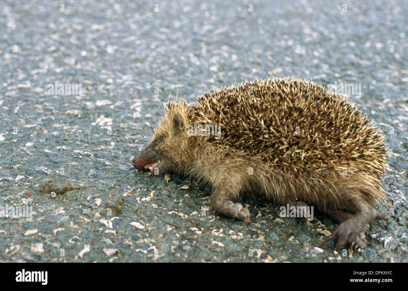 Run over hedgehog hi-res stock photography and images - Alamy