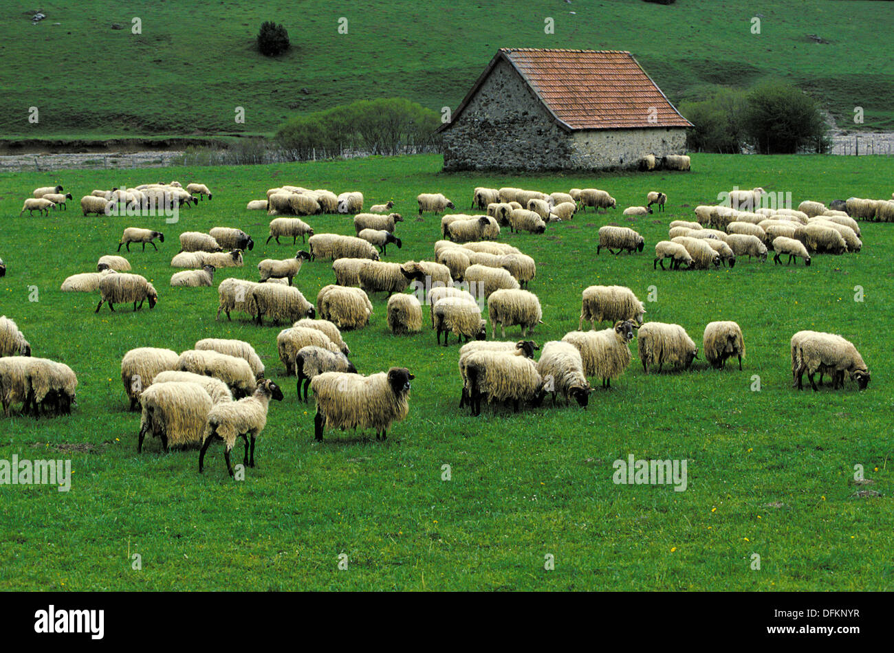 Sheep herd navarra spain hi-res stock photography and images - Alamy