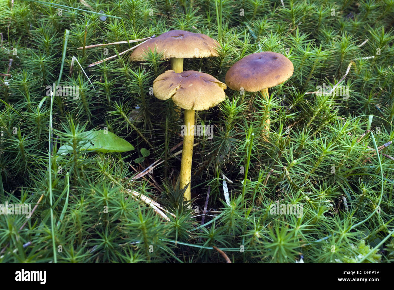 Cortinarius croceus hi-res stock photography and images - Alamy