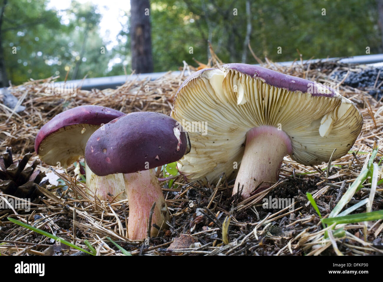 Russula Xerampelina Stock Photos & Russula Xerampelina Stock Images - Alamy