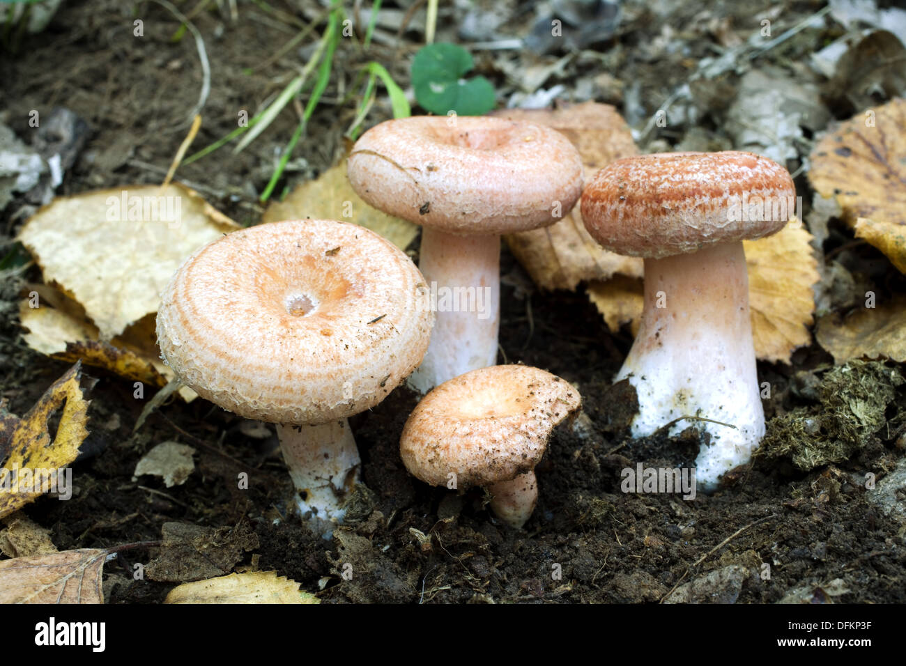 Woolly milk cap lactarius torminosus hi-res stock photography and ...