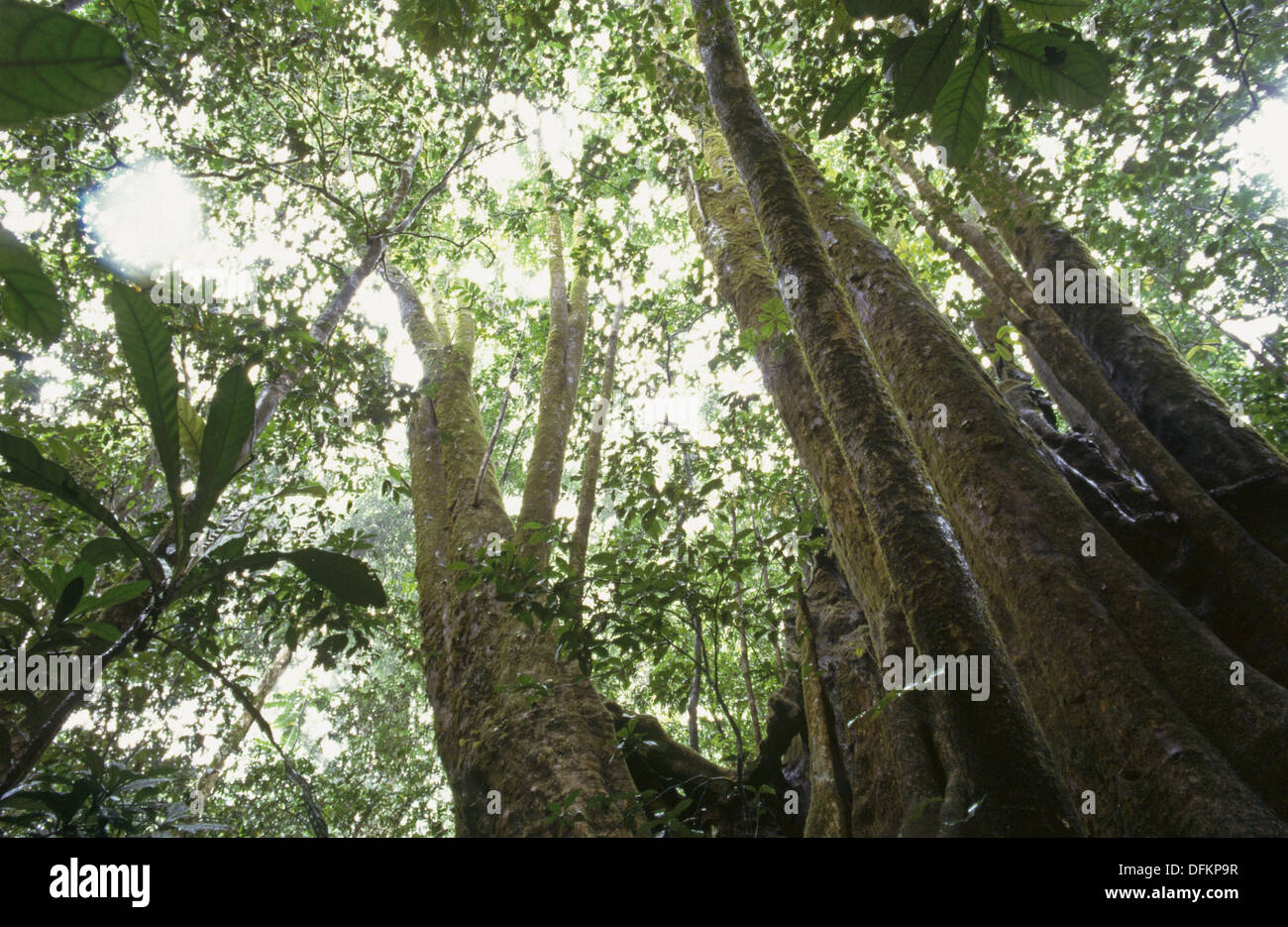 Tropical rainforest cameroon hi-res stock photography and images - Alamy