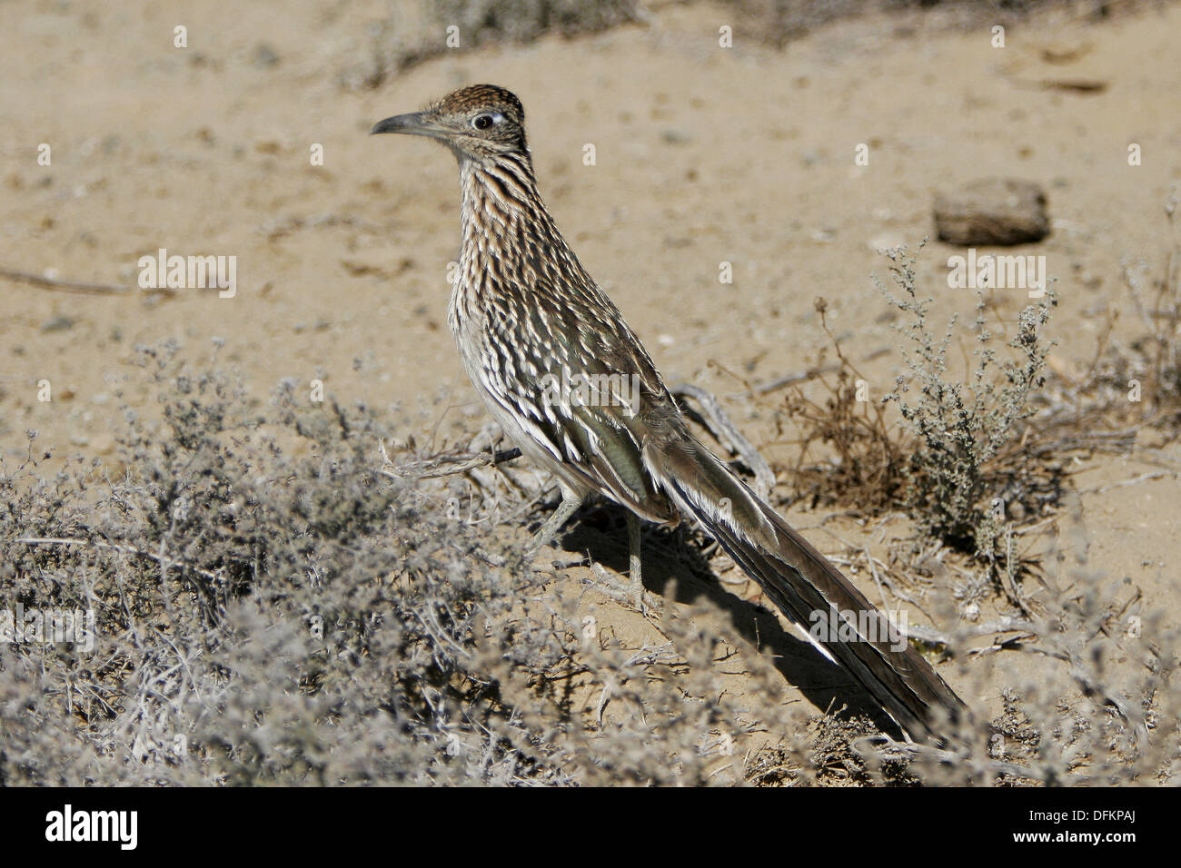 Greater roadrunner california hi-res stock photography and images - Alamy